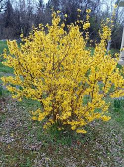 Forsythia intermedia-visoka forzicija