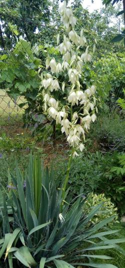 Yucca filamentosa-končasta juka