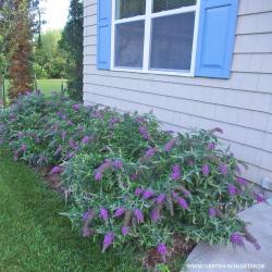 Buddleia davidii Buzz Sky Blue - patuljasti letnji jorgovan svetlo ljubičaste boje