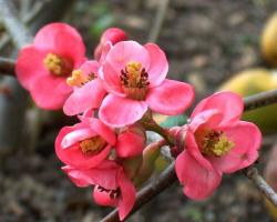 Chaenomeles sp. Eximia - japanska dunja roze cveta