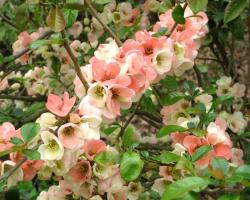 Chaenomeles sp. Moerloosei - Japanska dunja