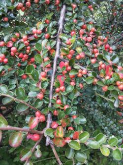 Cotoneaster horizontalis