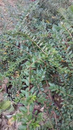 Lonicera pileata