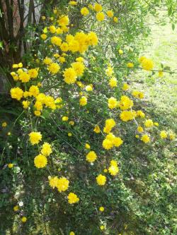 Kerria japonica Pleniflora