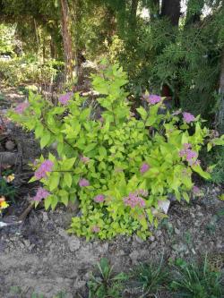 Spirea japonica Golden Princess