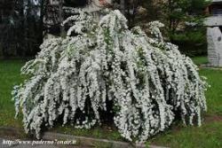 spirea bela sitna-60 cm