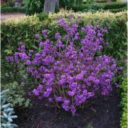 Callicarpa bodinieri - kineska kalikarpa