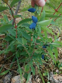 Sibirska borovnica, Lonicera kamčatika