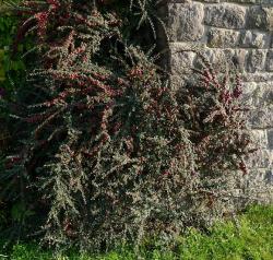 Cotoneaster microphyllus thymifolius