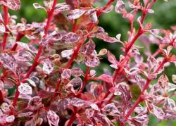 Berberis thunbergii Harlequin