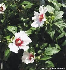 sirijska ruža-baštenski hibiskus-beli cvet