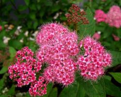 Spiraea japonica