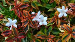 Abelia grandiflora