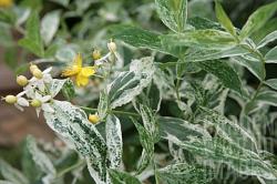 Hypericum Androsaemum Variegata ,sarenolisni kantarion