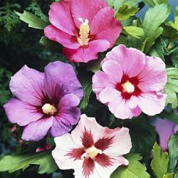 Hibiscus syriacus - Sirijska ruza (mix semena)