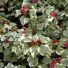 Hibiscus syriacus variegata -sarenolisni bastenski hibiskus