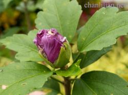 Hibiscus syriacus -ljubicast dupli cvet ( bastenski hibiscus )