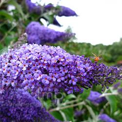 Buddleia davidii