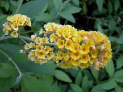 Buddleia davidii weyeriana