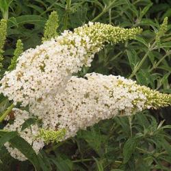 Buddleia davidii