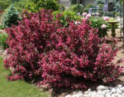 Weigela purpurea