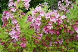 Weigela Florida - roze cvet