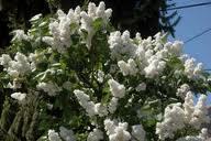 Syringa vulgaris -Jorgovan beli