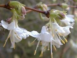 Lonicera fragrantissima