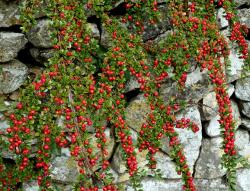 Cotoneaster dammeri