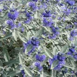 Caryopteris x clandonensis