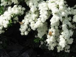 spirea-belisima