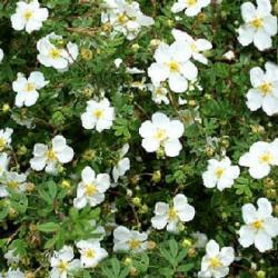 Potentilla fruticosa