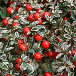 Cotoneaster