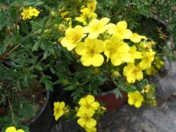 Potentilla fruticosa Gold Star