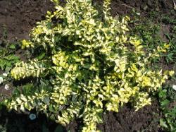 Euonymus fortunei Sunspot