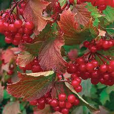 Viburnum trilobum