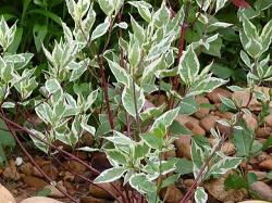 Cornus alba