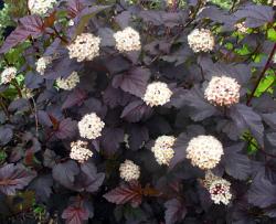 Physocarpus opulus Diabolo- Fisokarpus