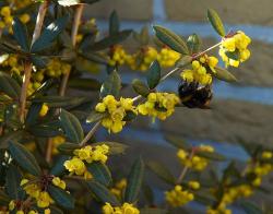 Berberis julianae-Julijanina žutika(Bodljikavi berberis)