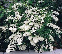 Spiraea-Suručica beli cvet