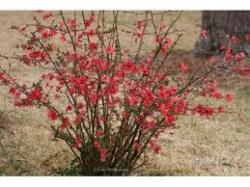 Chaenomeles japonica-Japanska dunja