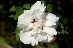 Hibiscus syriacus-cvet beo dupli