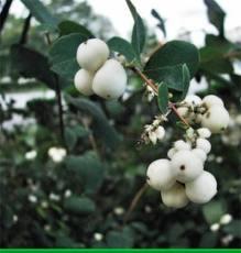 Symphoricarpos-Biserak beli