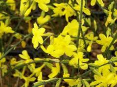 Jasminum nudiflorum-Jasmin