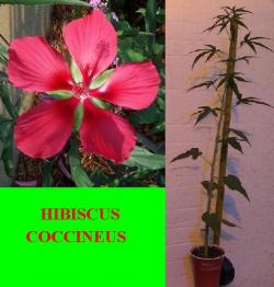 Hibiscus coccineus