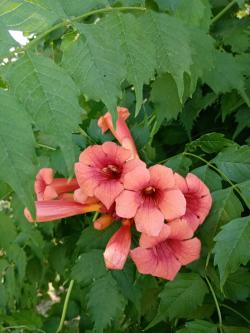 Campsis Radicans-Tekoma