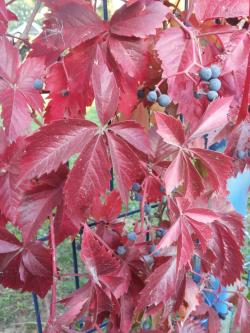 Parthenocissus Quinquefolia-Petoprsta loza