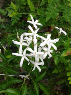 Jasmin Azoricum (Azorski jasmin)