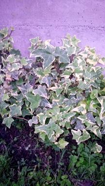 Hedera helix-bršljan