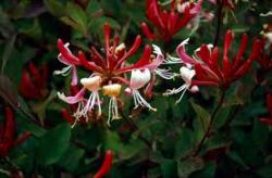 Lonicera japonica